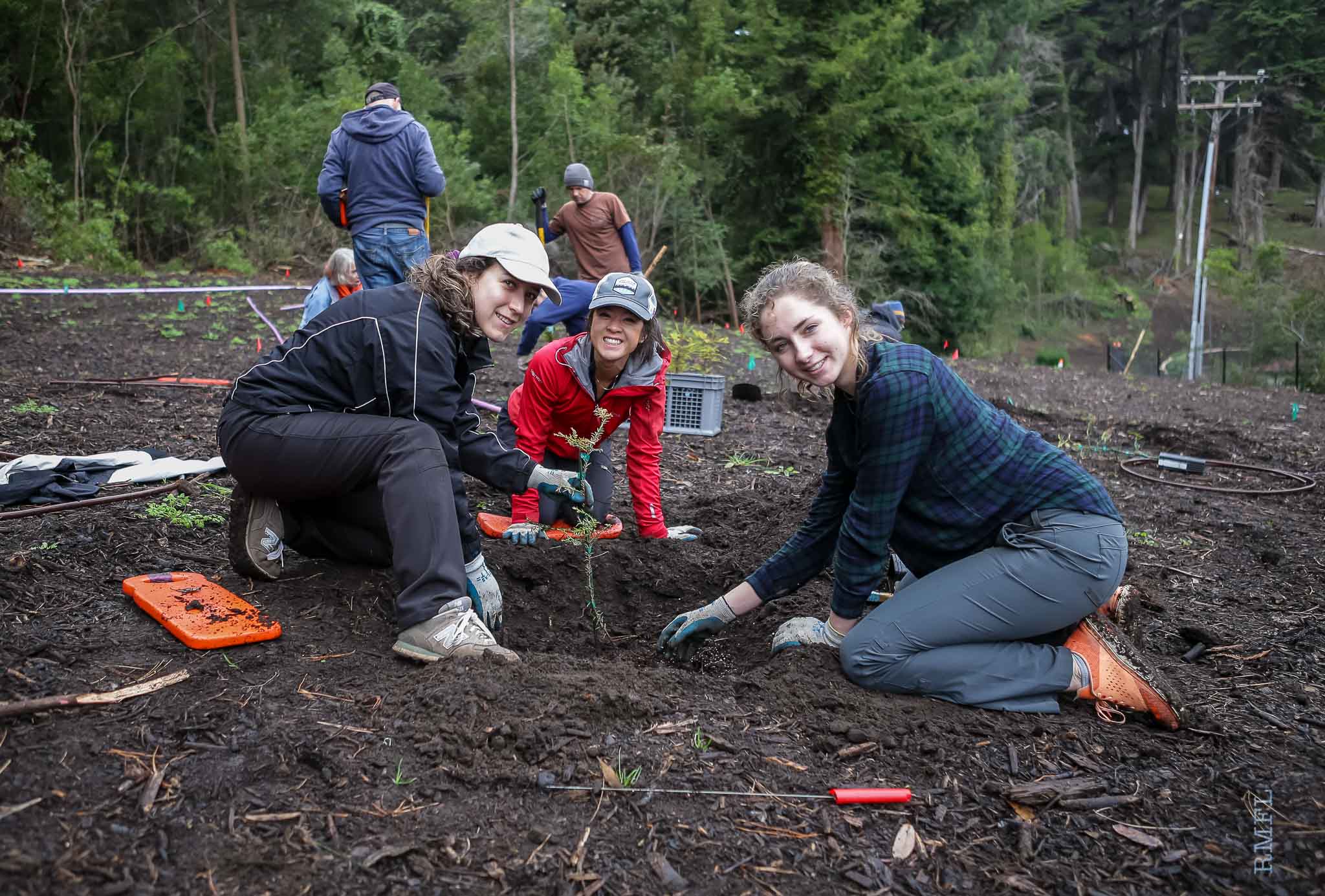 Trending: Clones of Ancient Redwoods Planted in the Presidio - The ...