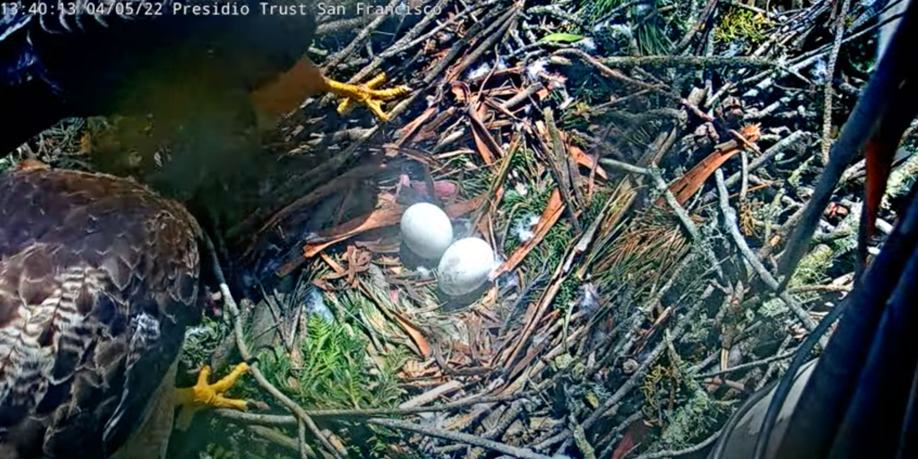 Watch the Live Webcam of the Raptor’s Nest in the Presidio - The ...