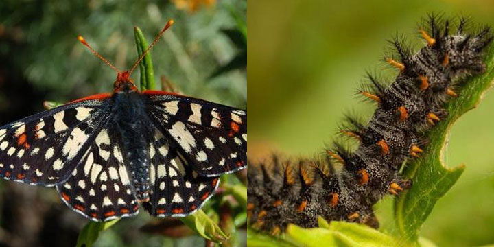Ecologists from the Presidio Trust Launch “Operation Checkerspot” | The ...